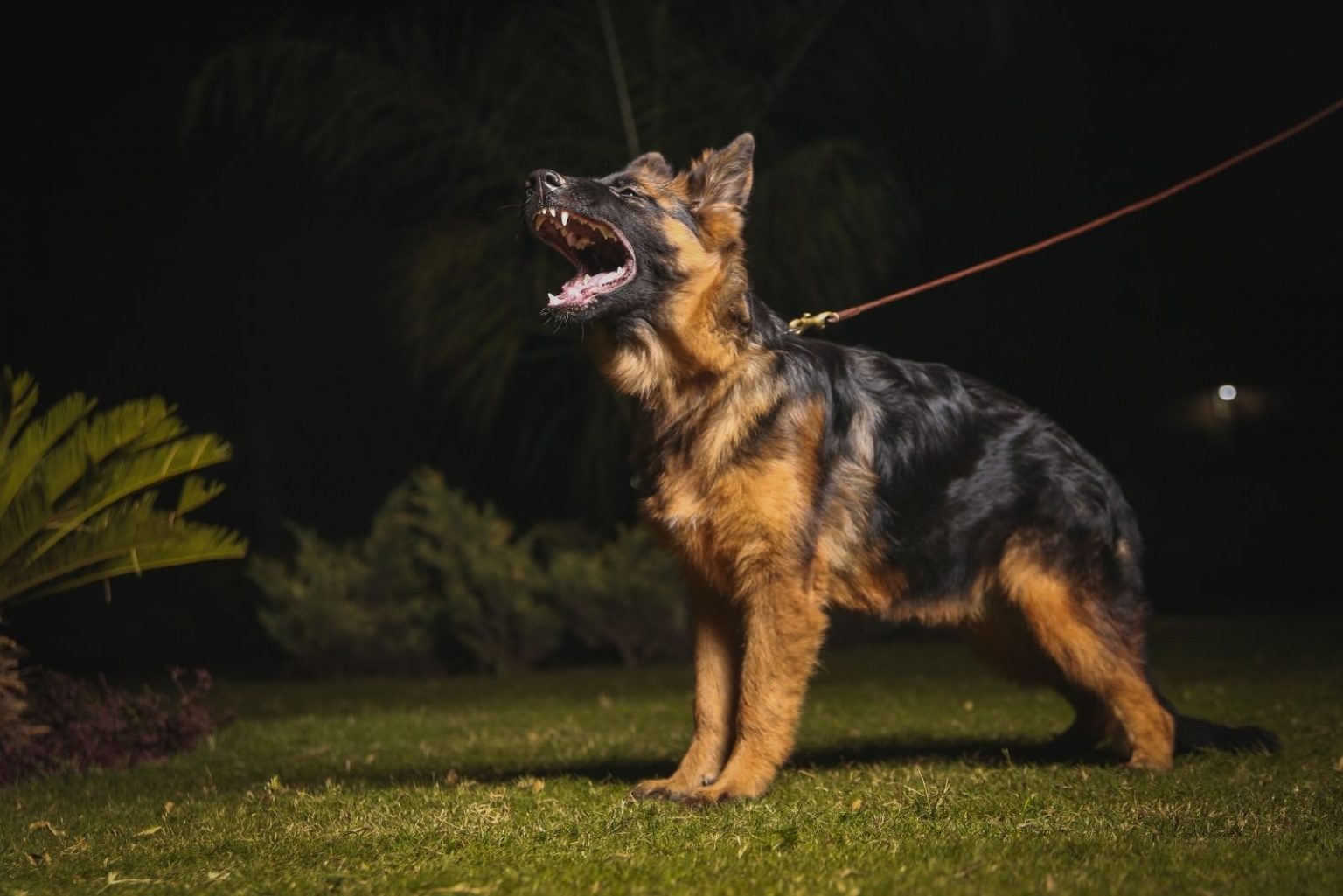 Are German Shepherds Aggressive? Discovering The Truth