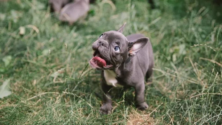 Why Do French Bulldogs Need C Sections
