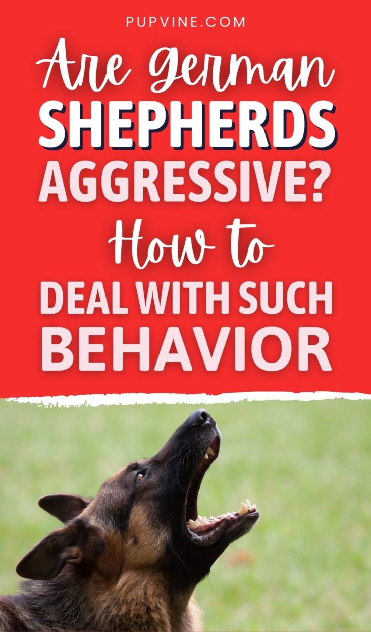 Are German Shepherds Aggressive? How to Deal With Such Behavior