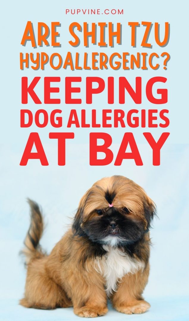 Are Shih Tzu Hypoallergenic? Keeping Dog Allergies At Bay