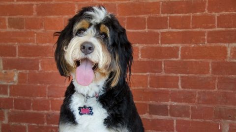 Australian Bernedoodle: All There Is To Know About This Dog