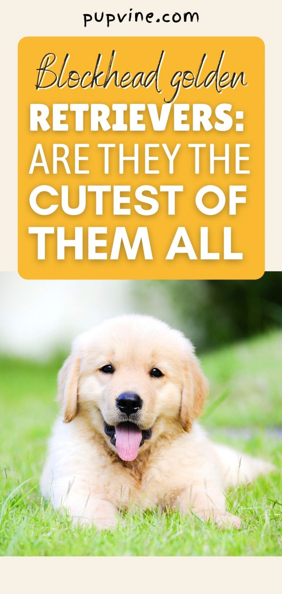 Blockhead Golden Retrievers: Are They The Cutest Of Them All?