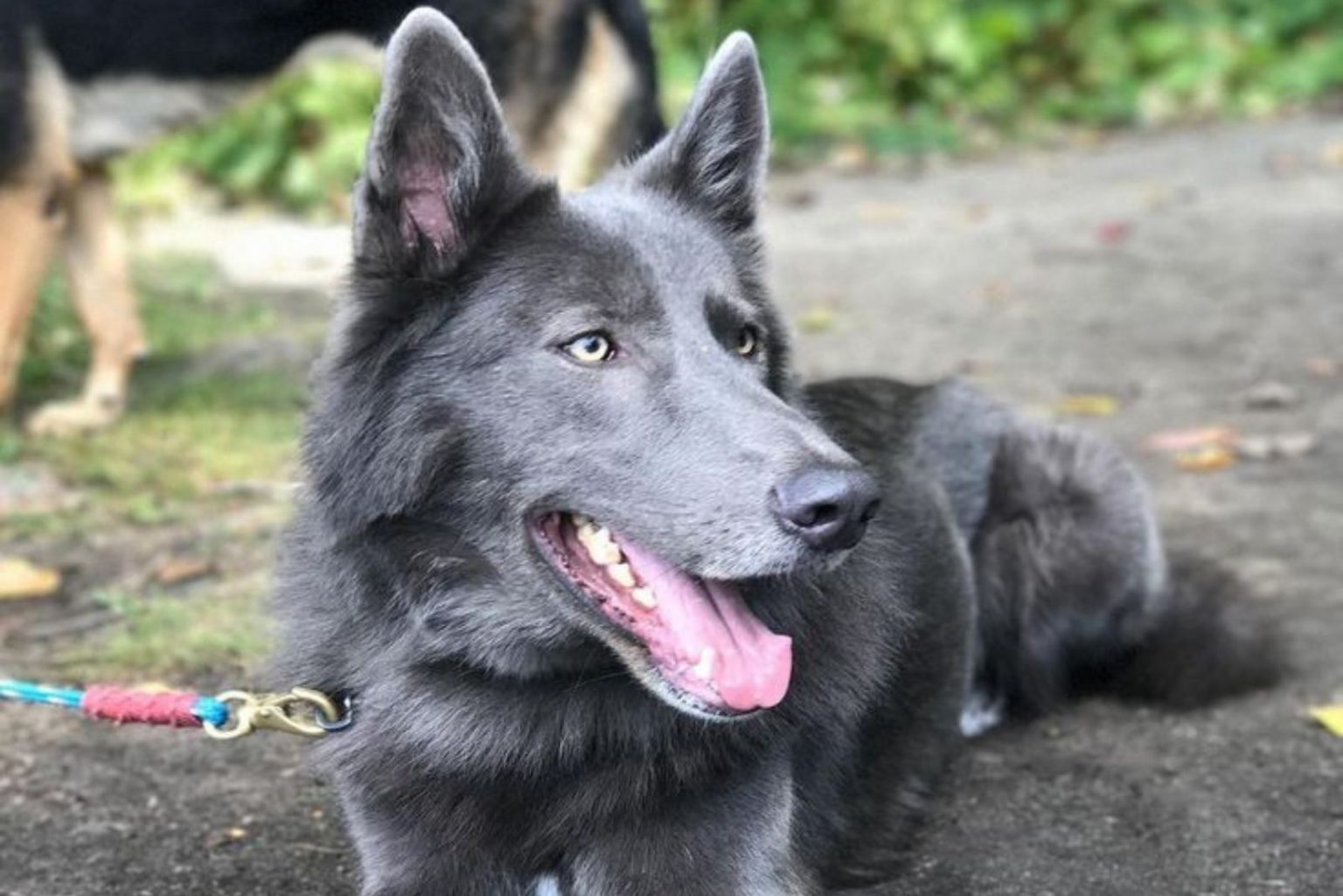 Blue Bay Shepherd: The Mysterious Wolf-Like Beauty