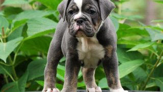 Blue English Bulldog: A Guide To Care, Exercise, And Diet