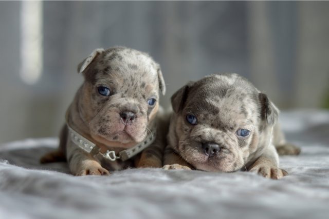 The Blue Merle Bulldog: The French And English Edition