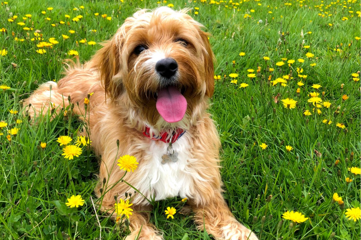 7 Reasons Why The F1B Cavapoo Should Be Your Fur-ever Friend
