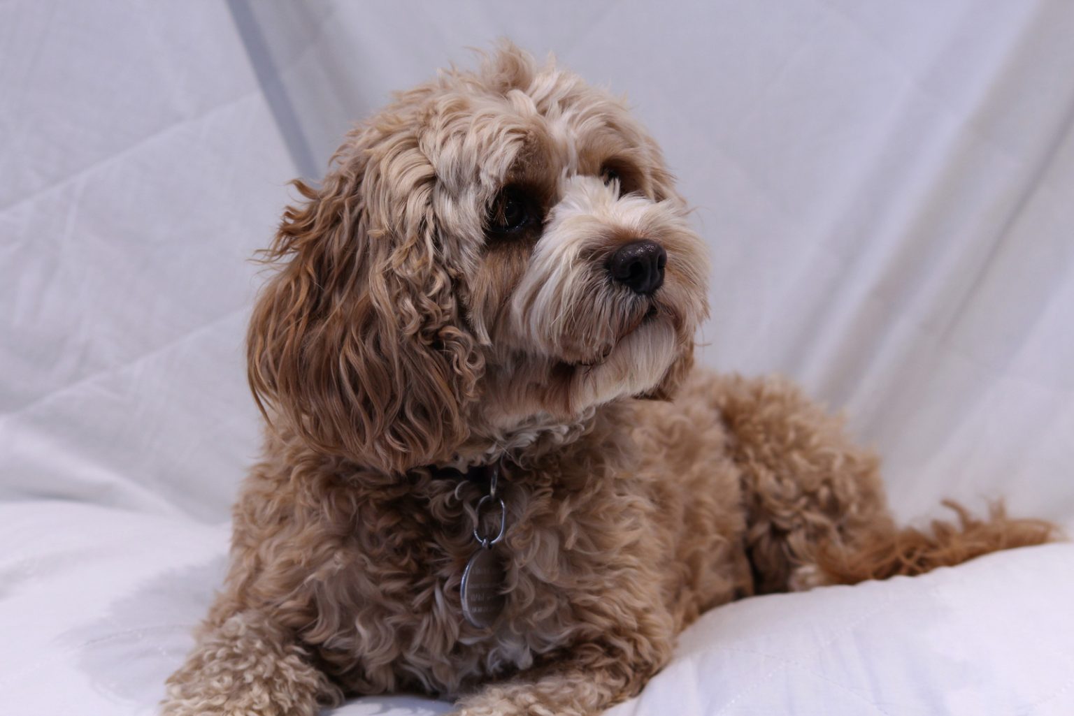 7 Reasons Why The F1B Cavapoo Should Be Your Fur-ever Friend