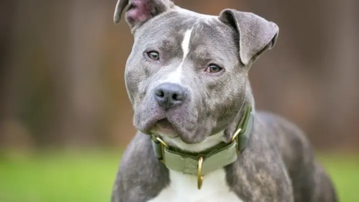 What Skin Problems Do Pitbulls Have