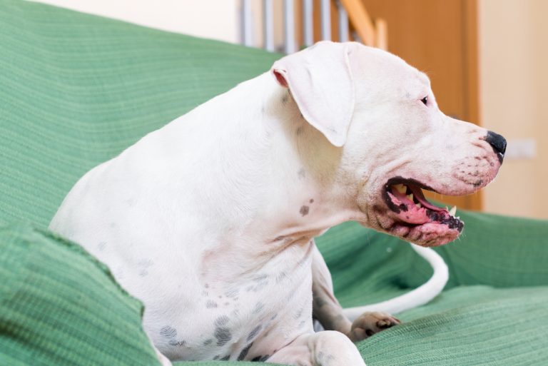 What Is A Dogo Argentino And How To Take Good Care Of It?