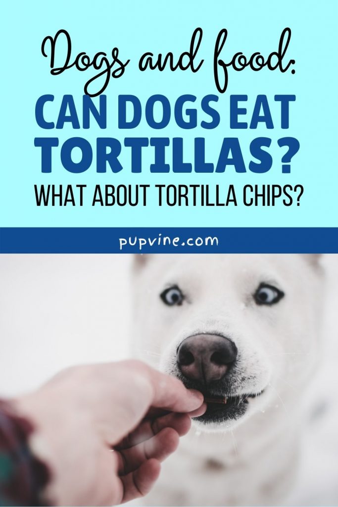 Dogs And Food: Can Dogs Eat Tortillas? What About Tortilla Chips?