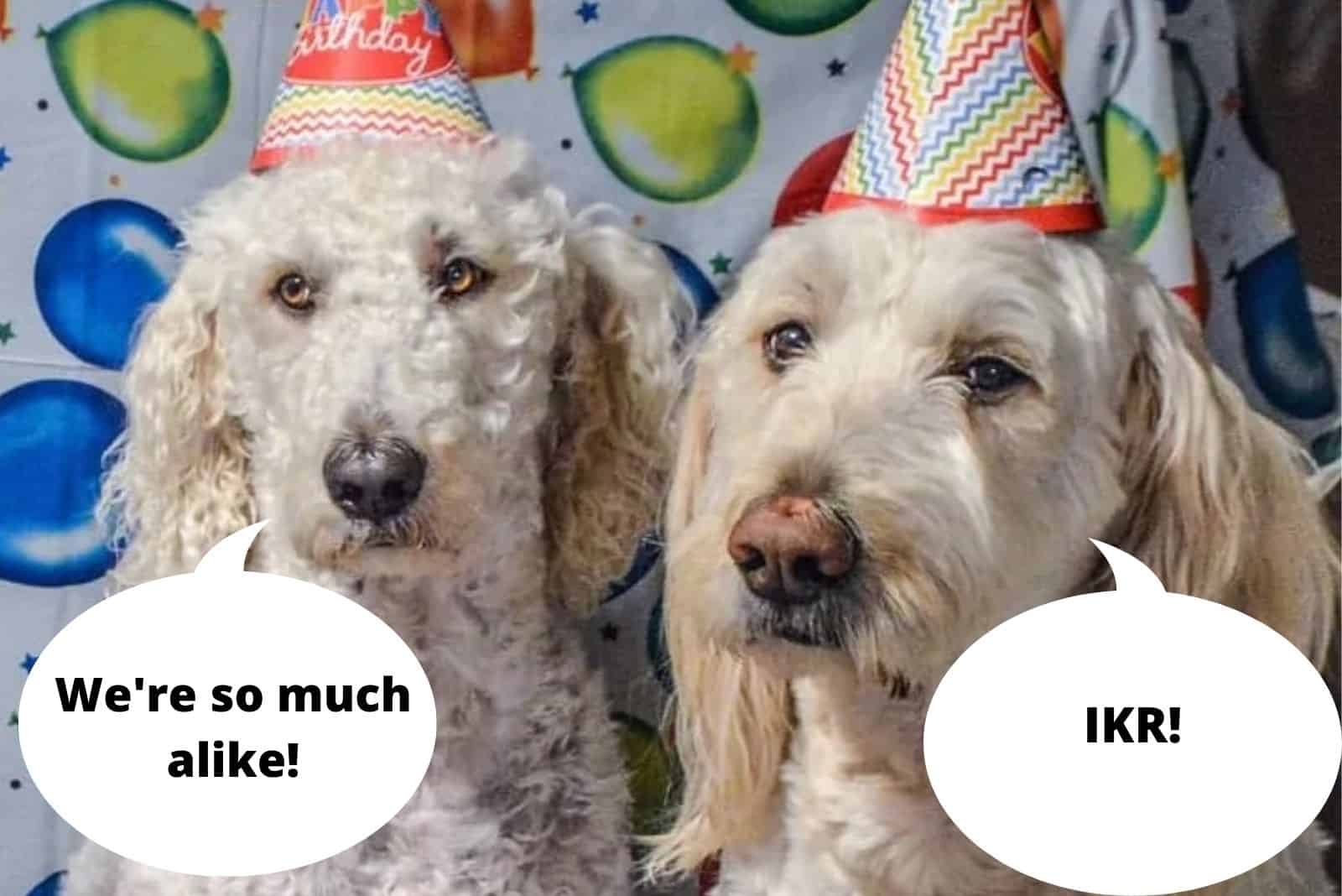 10 Amazing Facts About English Goldendoodle Dogs