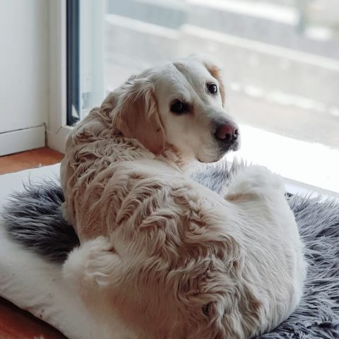 Blockhead Golden Retrievers: Are They The Cutest Of Them All?