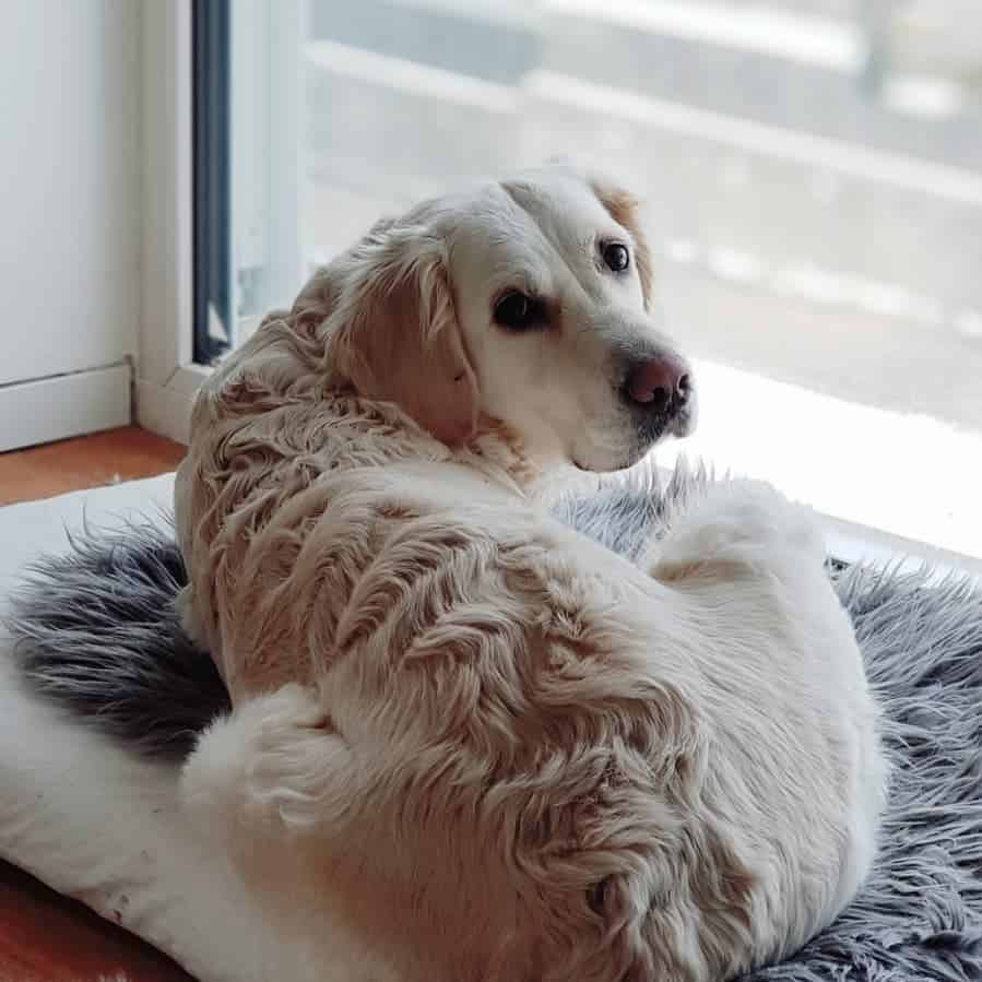 Blockhead Golden Retrievers: Are They The Cutest Of Them All?