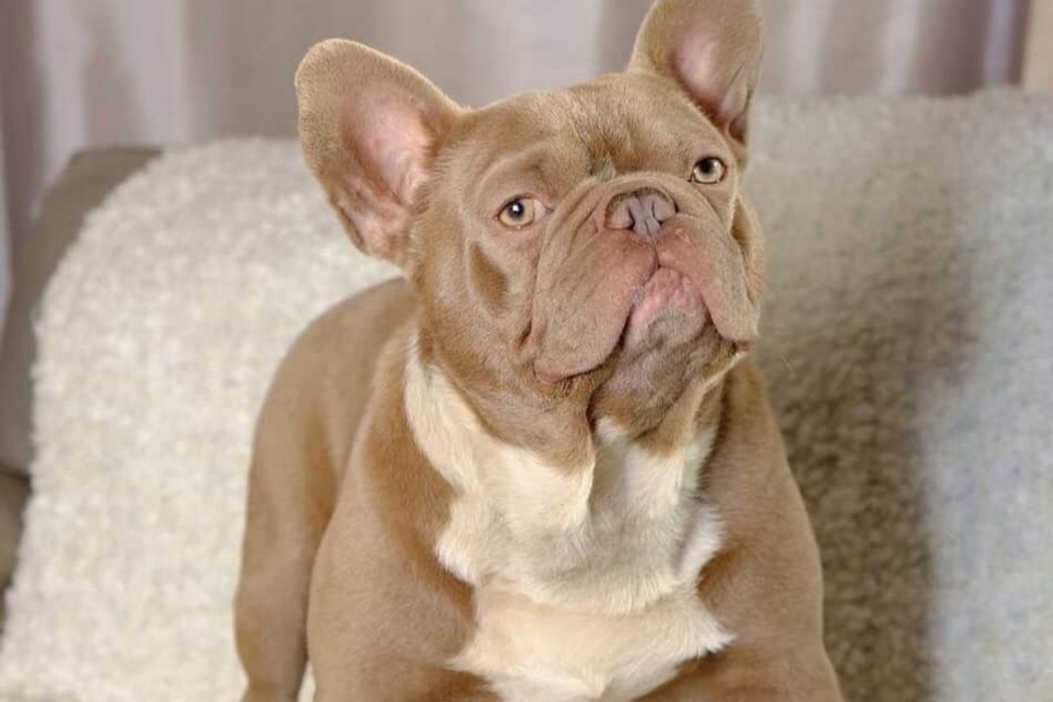 Chocolate French Bulldog: All On This Rare Coat Color