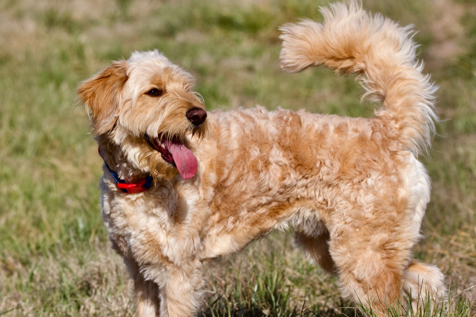 Merle Labradoodle: All The Facts You Need To Know