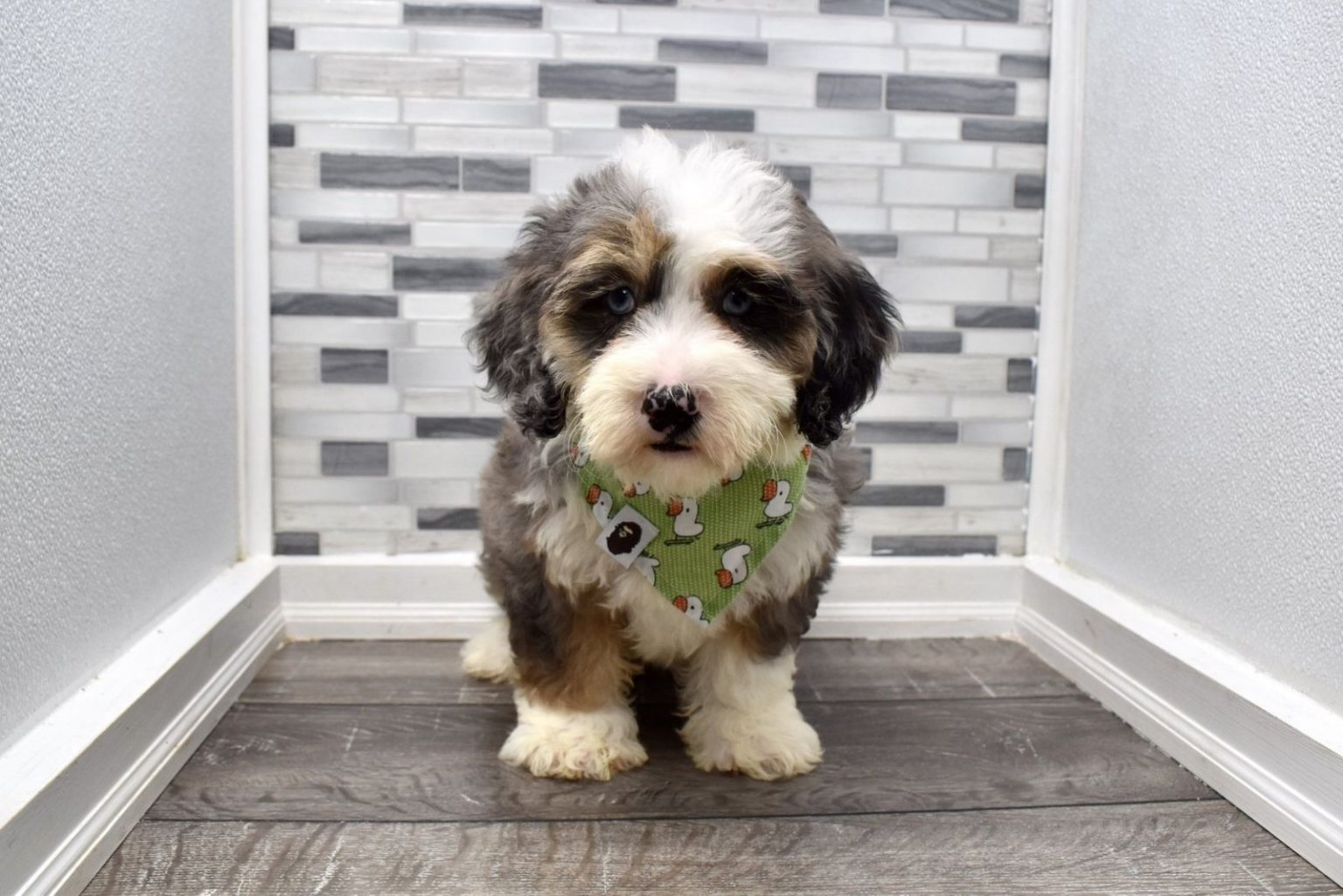 Are Merle Bernedoodles Rare? A Guide To Bernedoodle Coloring