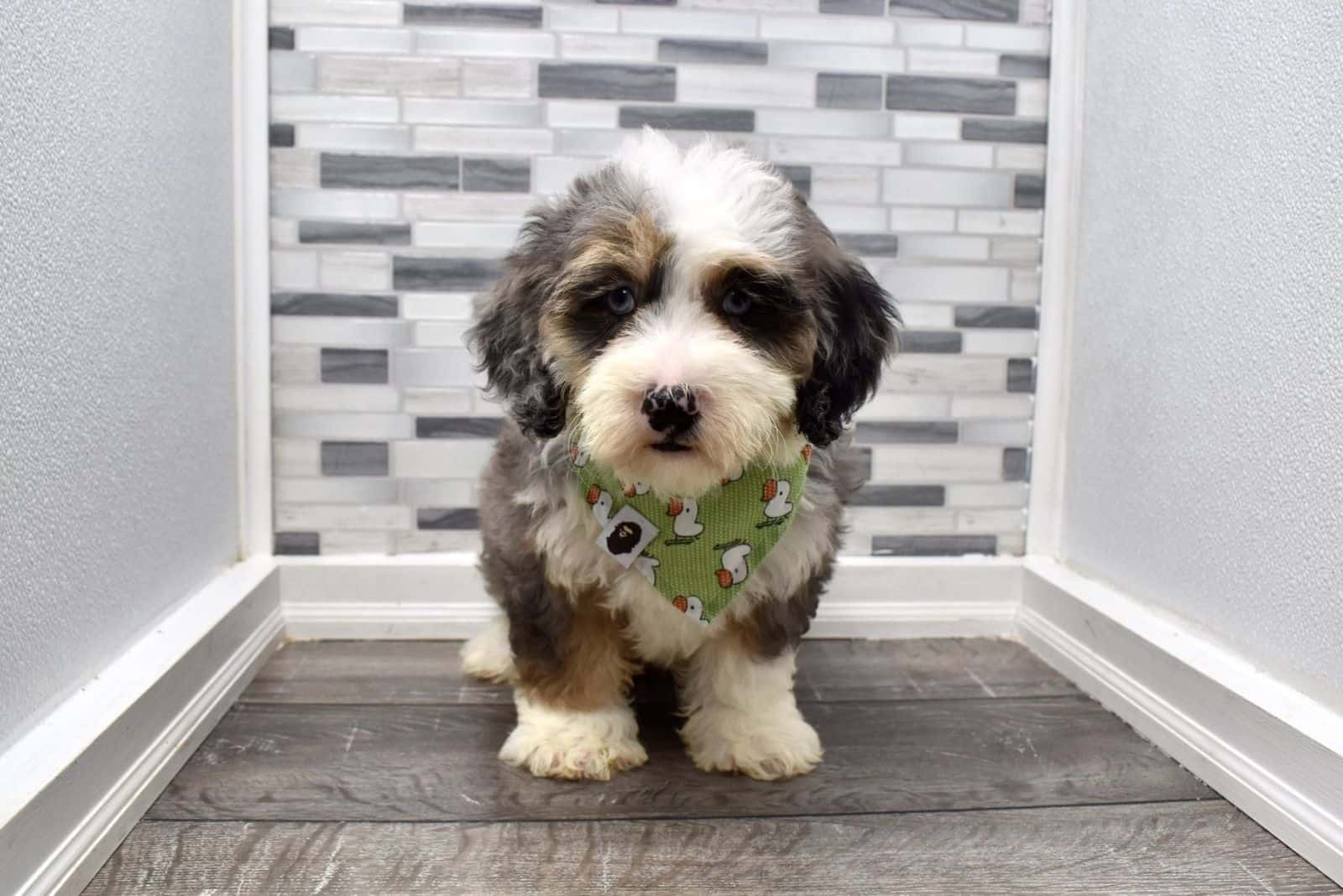 Are Merle Bernedoodles Rare? A Guide To Bernedoodle Coloring