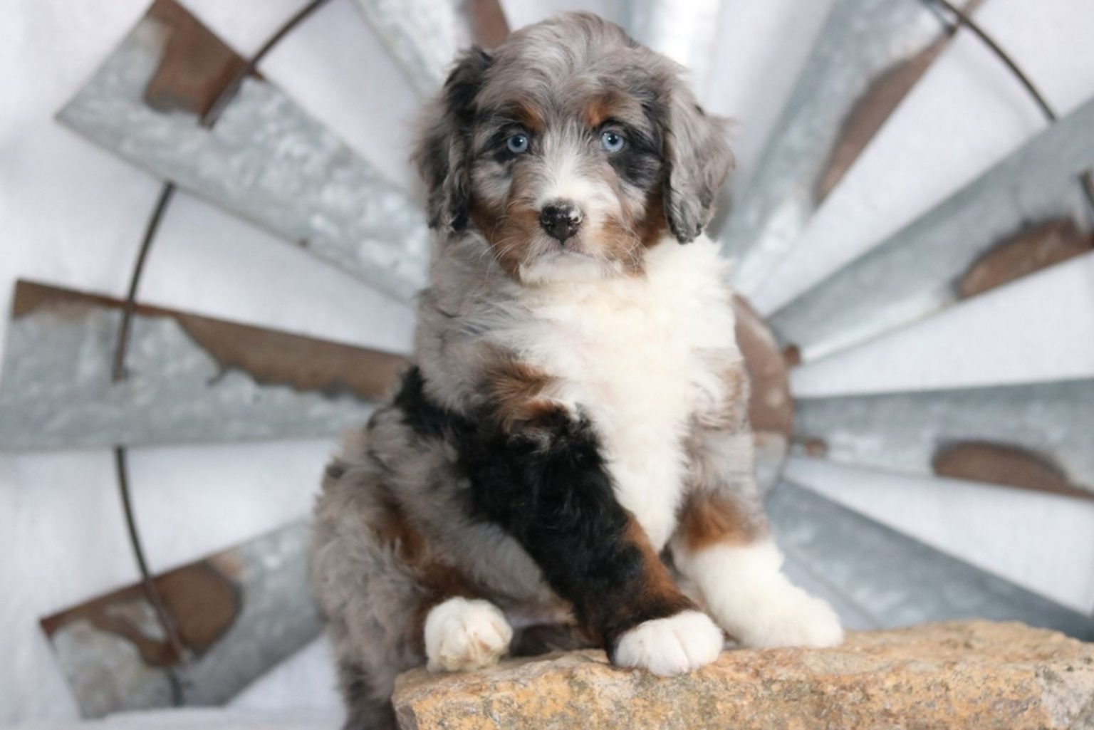 Are Merle Bernedoodles Rare? A Guide To Bernedoodle Coloring