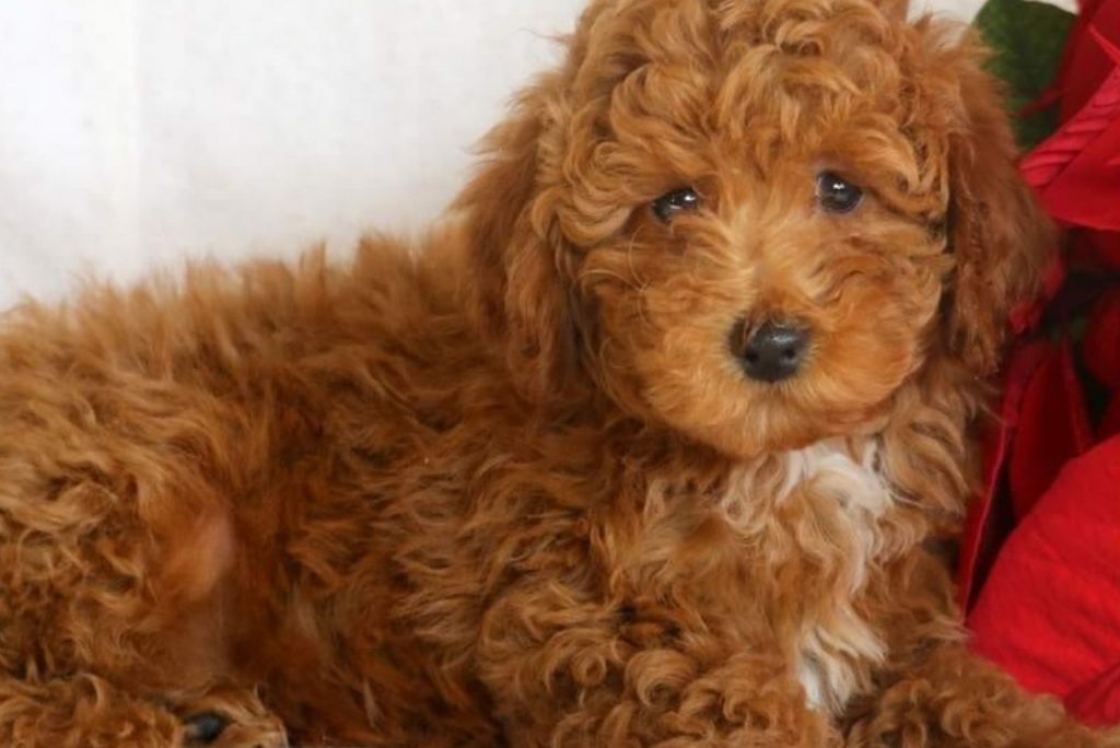 Micro Labradoodle: What You Never Knew About These Dogs
