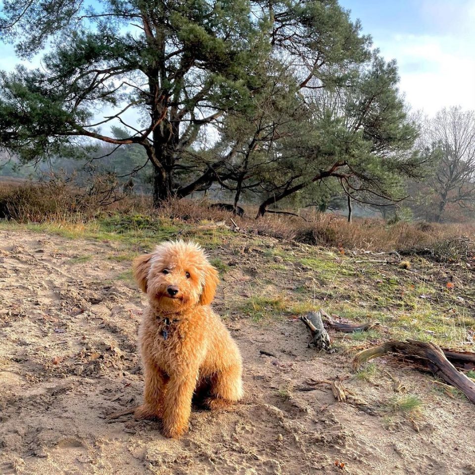 Micro Labradoodle: What You Never Knew About These Dogs