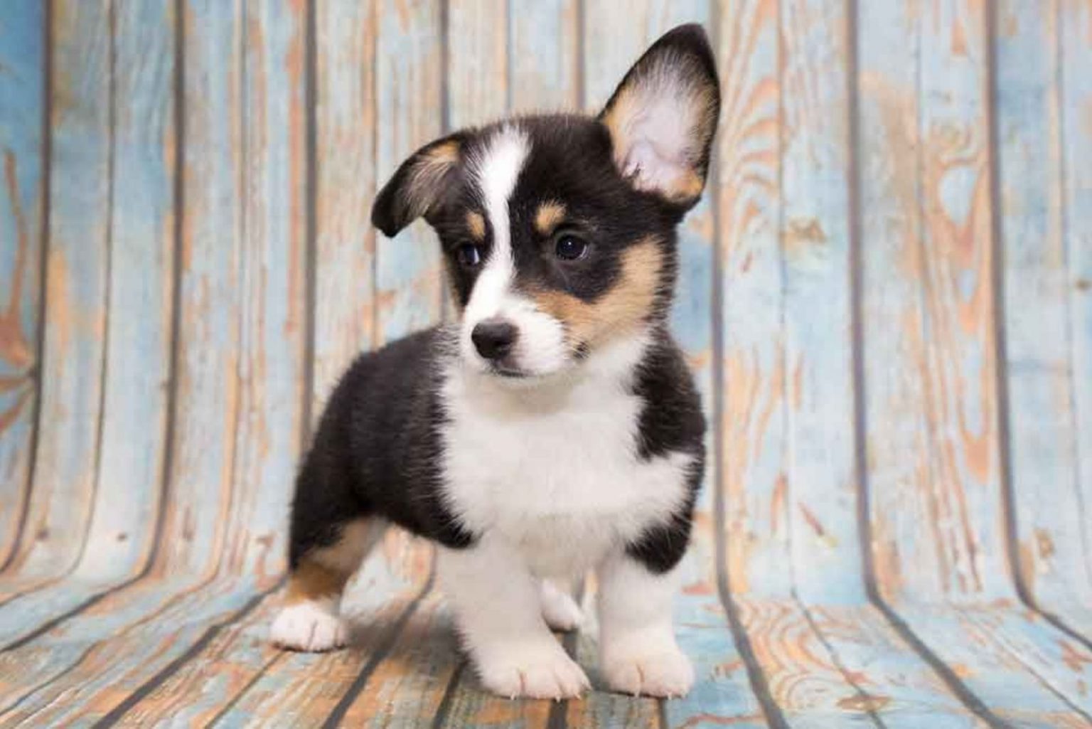 Teacup Corgi: Why Is It So Small And Cute?