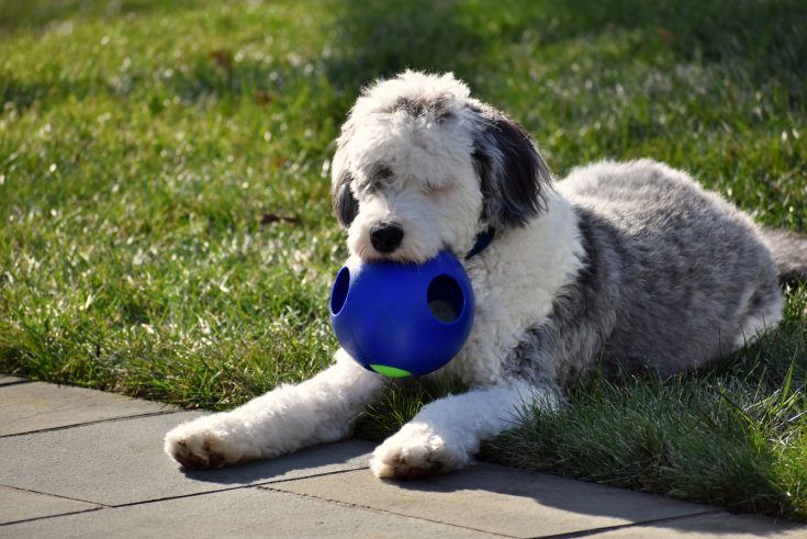F1b Sheepadoodle: Is This The Right Dog For You?