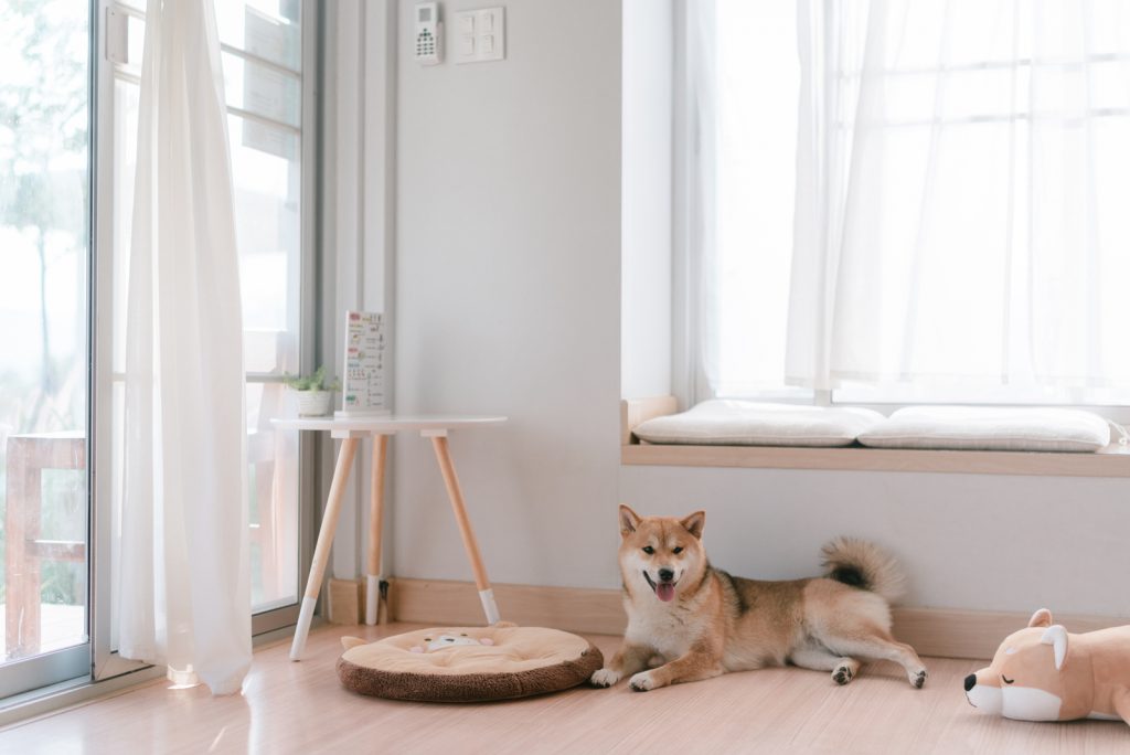 Do Shiba Inus Shed? Taking Care Of Your Dog's Coat