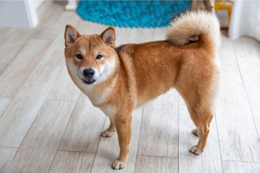 Do Shiba Inus Shed? Taking Care Of Your Dog's Coat