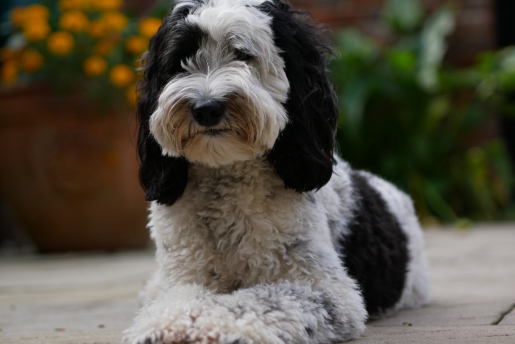 Are Phantom Labradoodles Real? Doodle's Unique Coat Colors