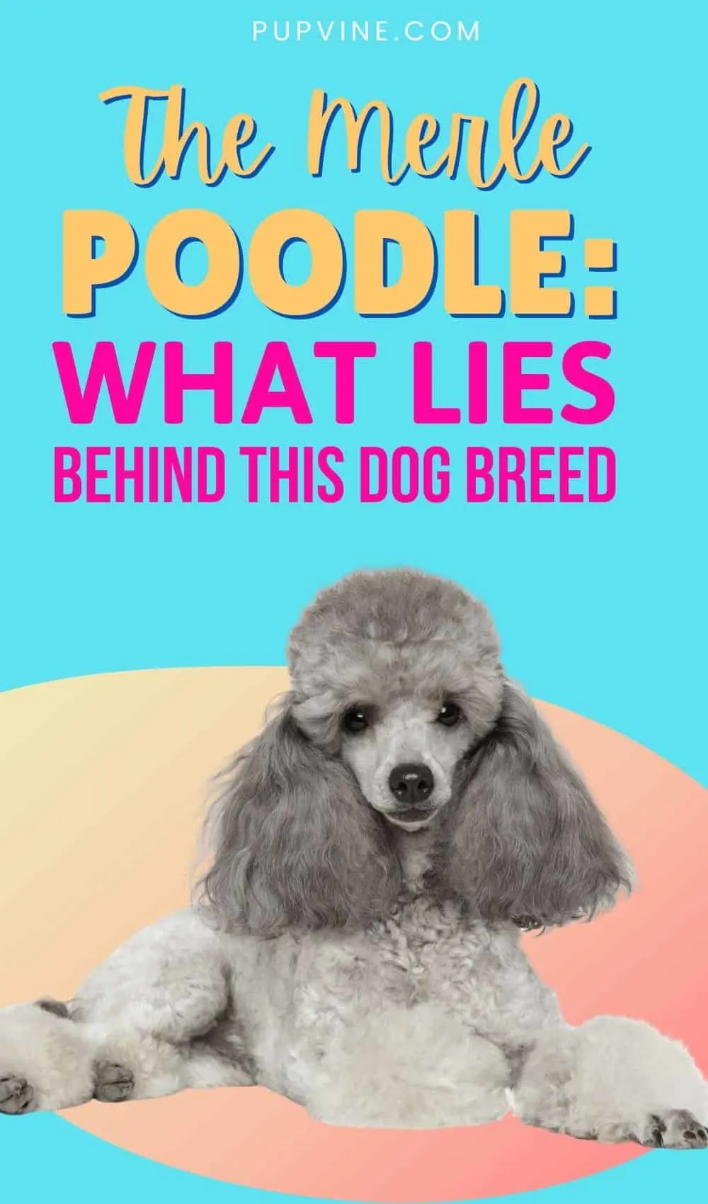 Are Merle Poodles Purebred