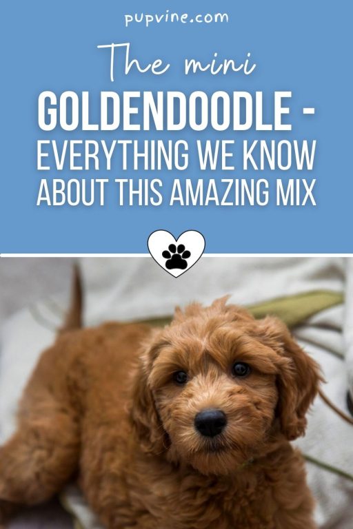 Do Goldendoodles Shed? An Honest Guide To Doodle Shedding