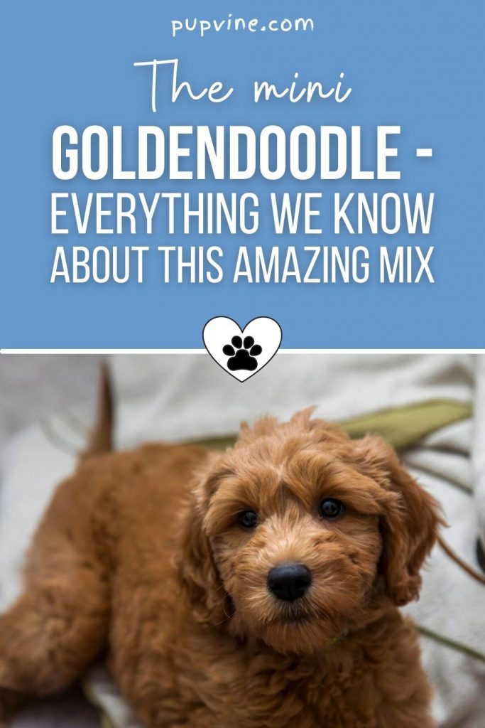 Do Goldendoodles Shed? An Honest Guide To Doodle Shedding