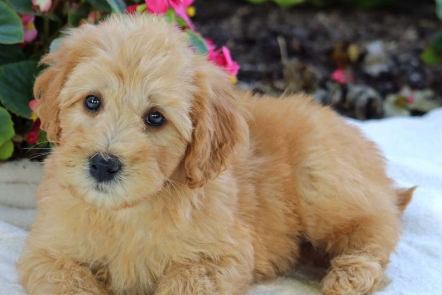 Whoodle Puppies: An Adorable Part Of The Canine World