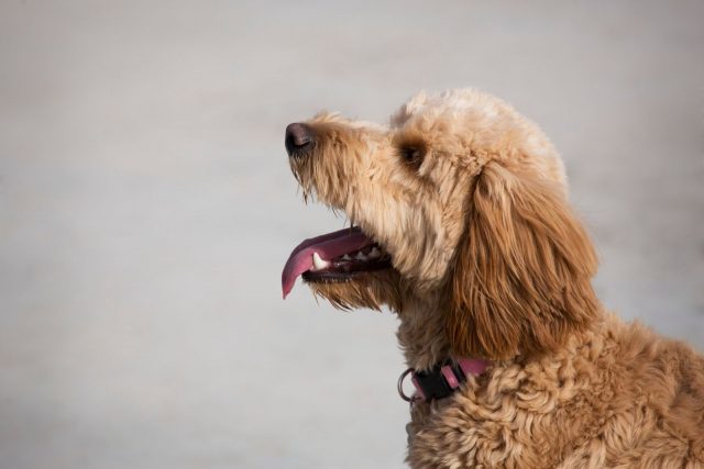 10 Amazing Facts You Didn't Know About The English Goldendoodle
