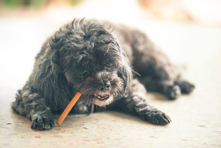 Can Dogs Eat Spicy Food And Is It Safe For Them?