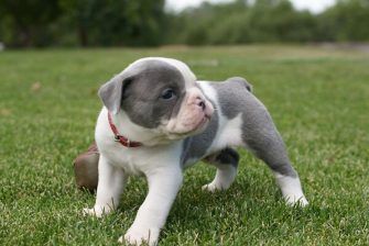 Blue English Bulldog: A Guide To Care, Exercise, And Diet