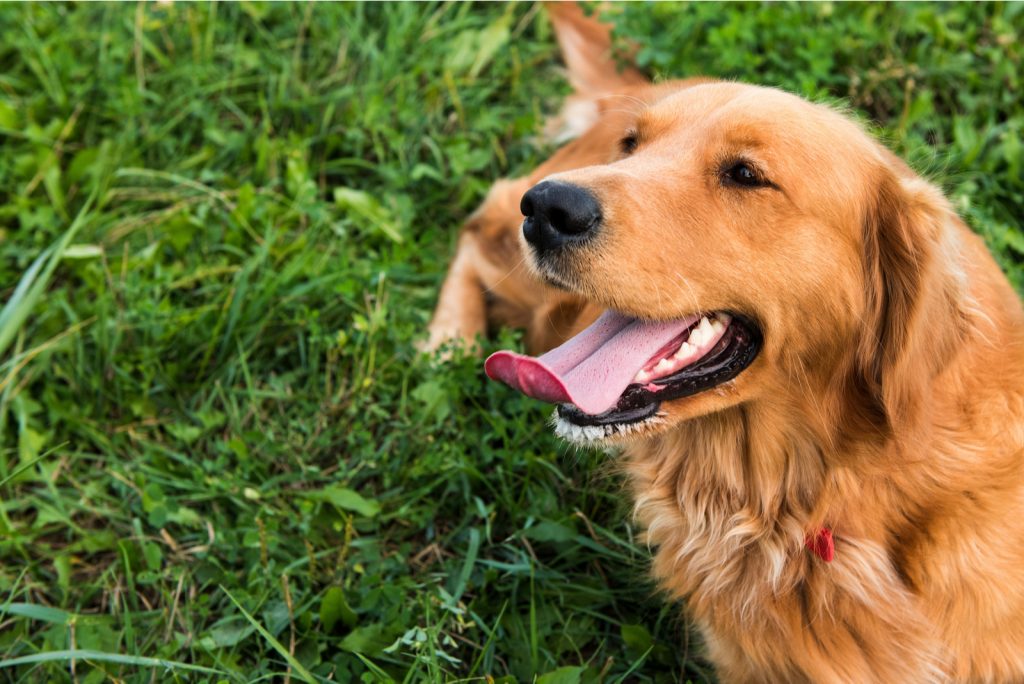 Blockhead Golden Retriever: Why Are They So Special?