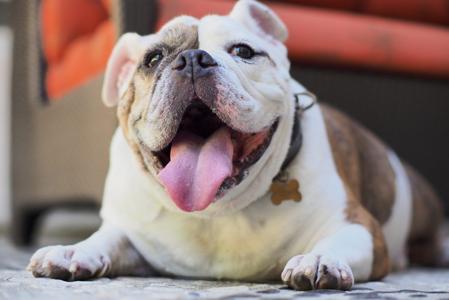 What Is A Lilac English Bulldog & How To Get One?