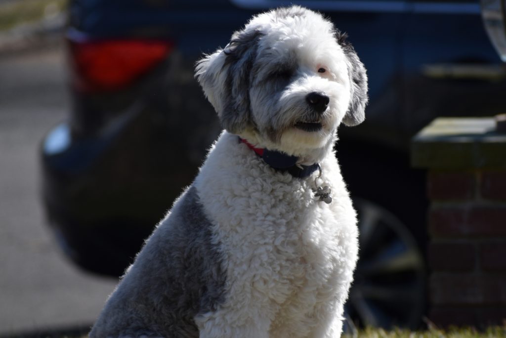 Micro Sheepadoodle: 17 Things To Know About This Crossbreed
