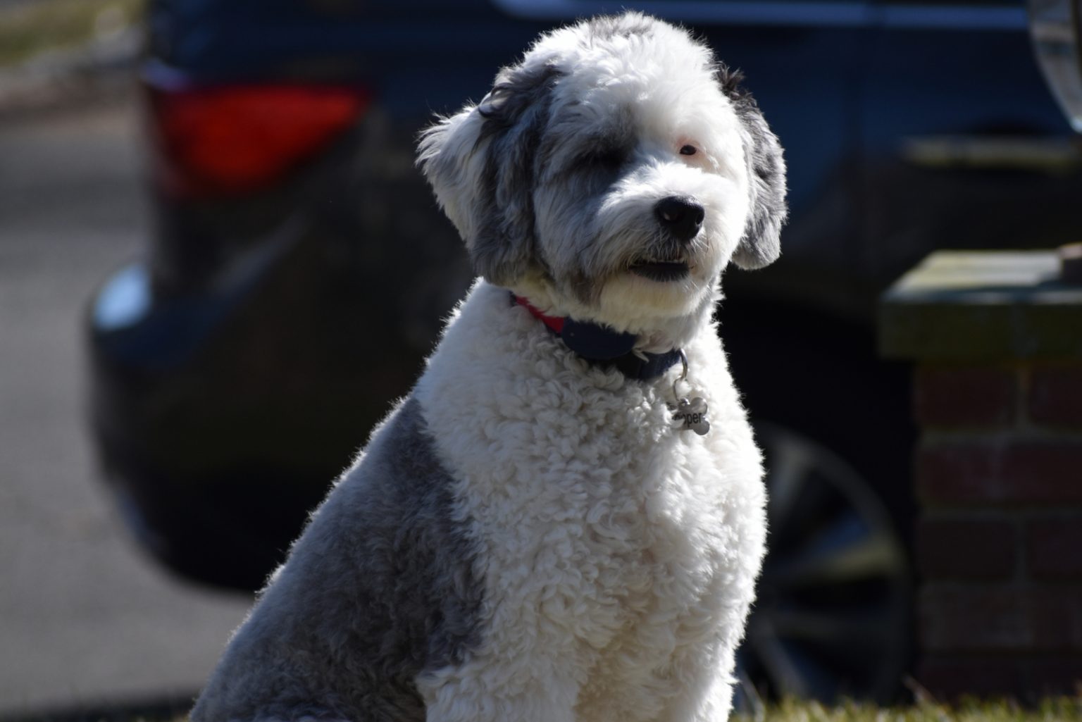 Micro Sheepadoodle: 17 Things To Know About This Crossbreed