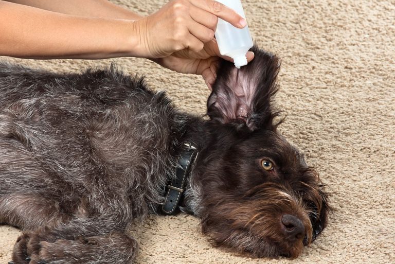 Dog Ear Plucking: Is It Necessary Or Harmful?