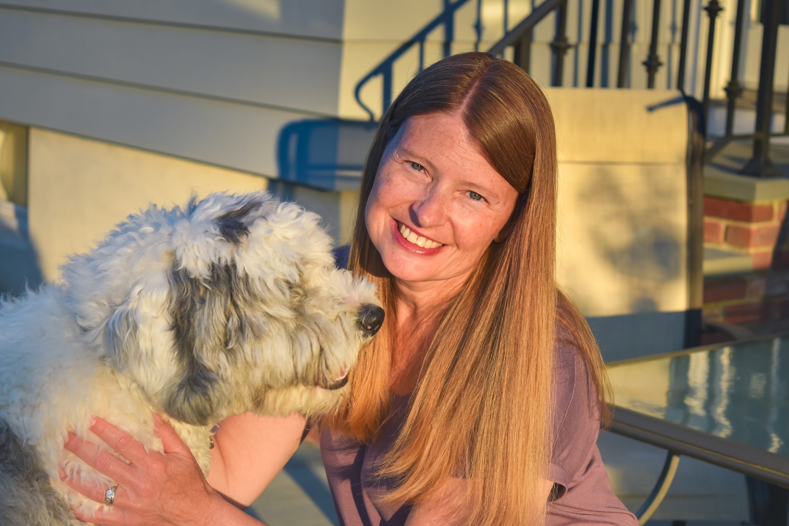Micro Sheepadoodle: 17 Things To Know About This Crossbreed