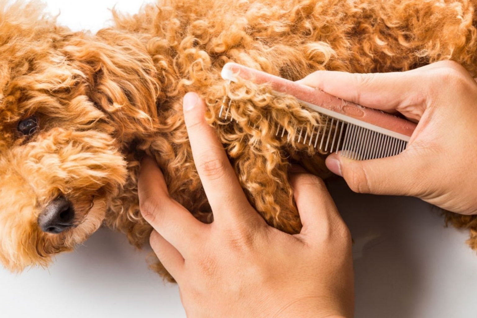 Do Goldendoodles Shed? An Honest Guide To Doodle Shedding