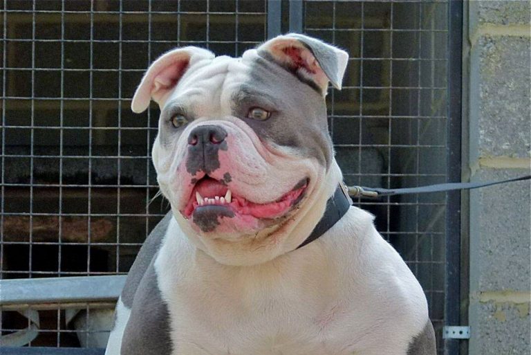 Blue English Bulldog: A Guide To Care, Exercise, And Diet
