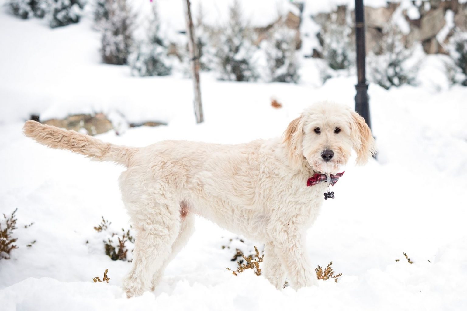 English Cream Goldendoodle: Here's What You Need To Know