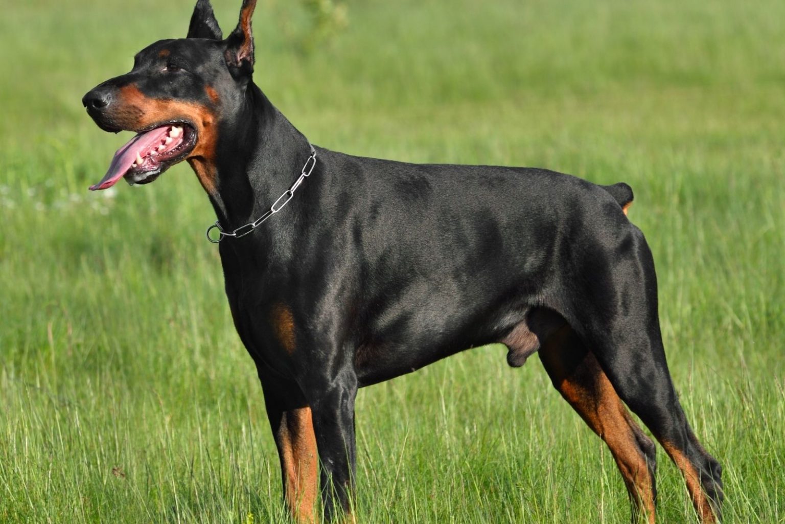 How Much Do Dobermans Shed? FAQ About Doberman Shedding