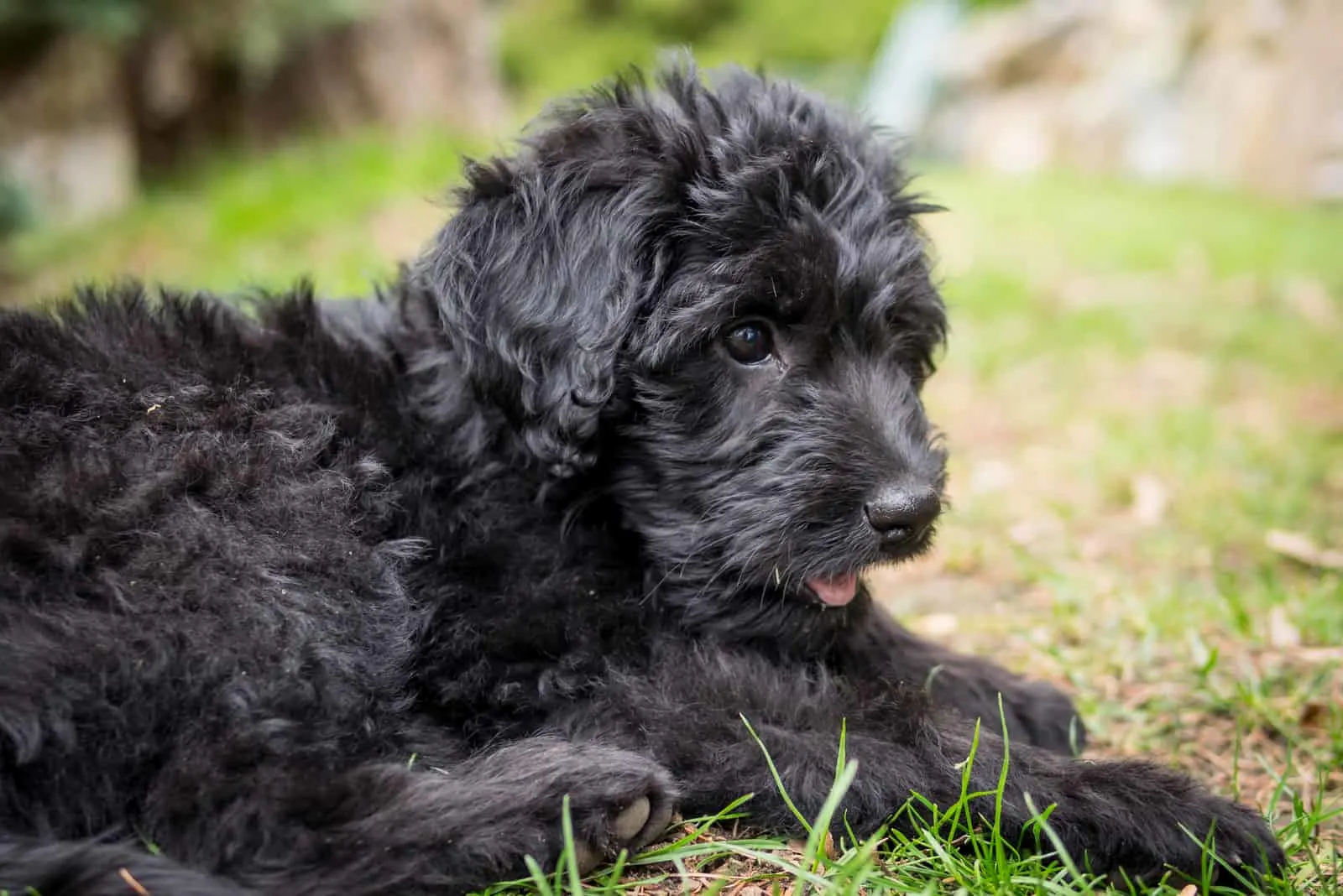 Merle Labradoodle: All The Facts You Need To Know