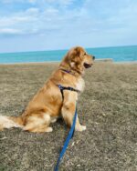 Blockhead Golden Retriever: Why Are They So Special?