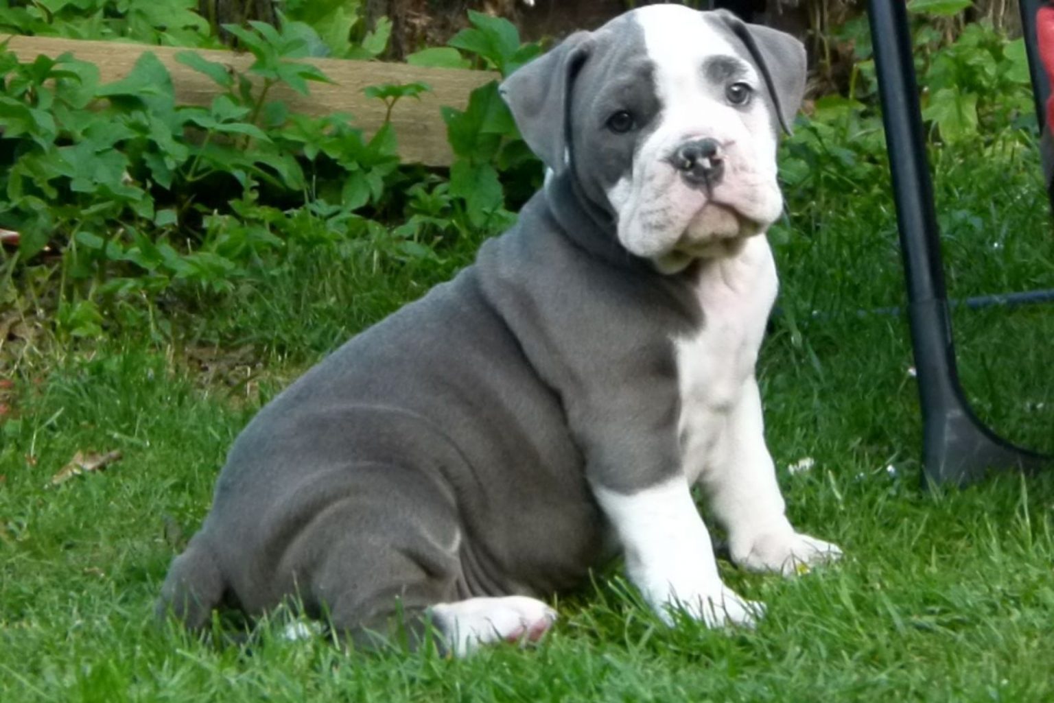 Blue English Bulldog: A Guide To Care, Exercise, And Diet