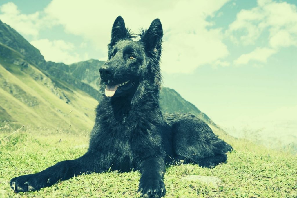 Blue German Shepherd: All About This Unique Dog Breed